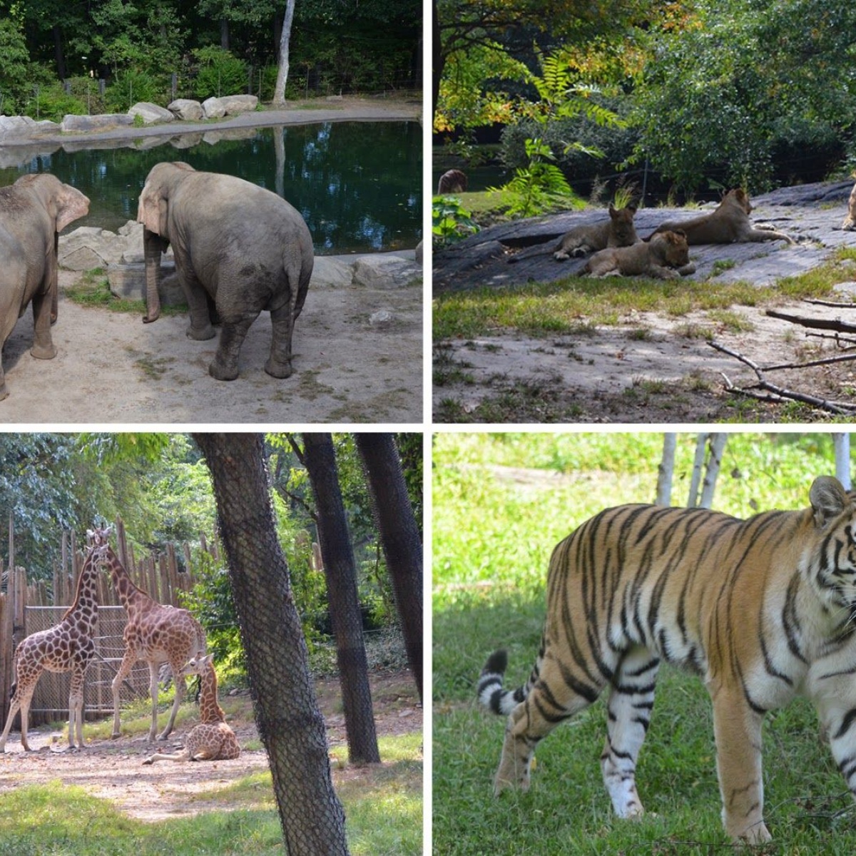William Ford Junior School - Zoom from a zoo!